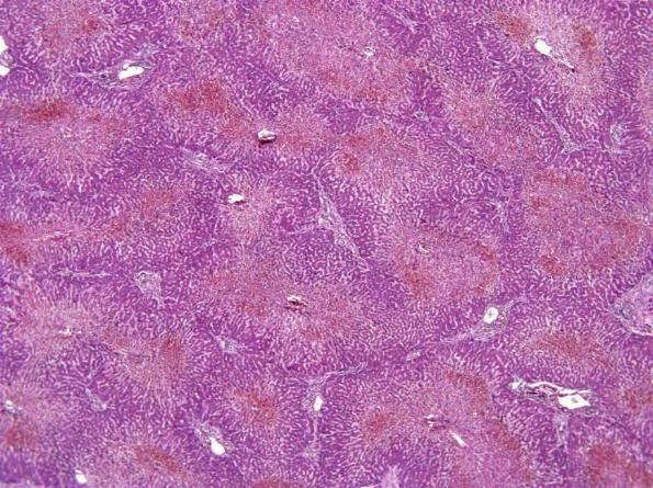 Histo Makro Pathologie Basic